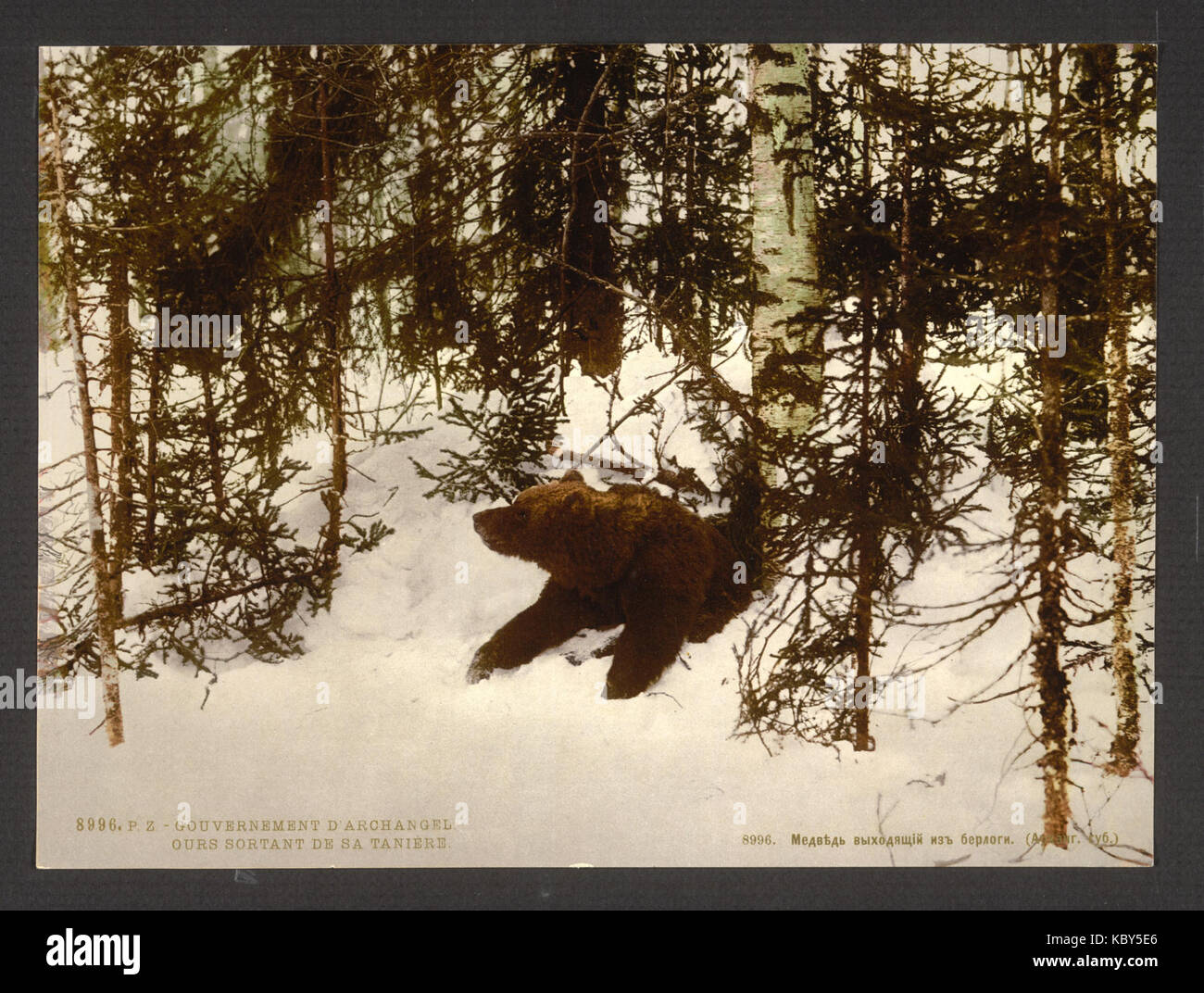 Bear coming out his den hi-res stock photography and images - Alamy