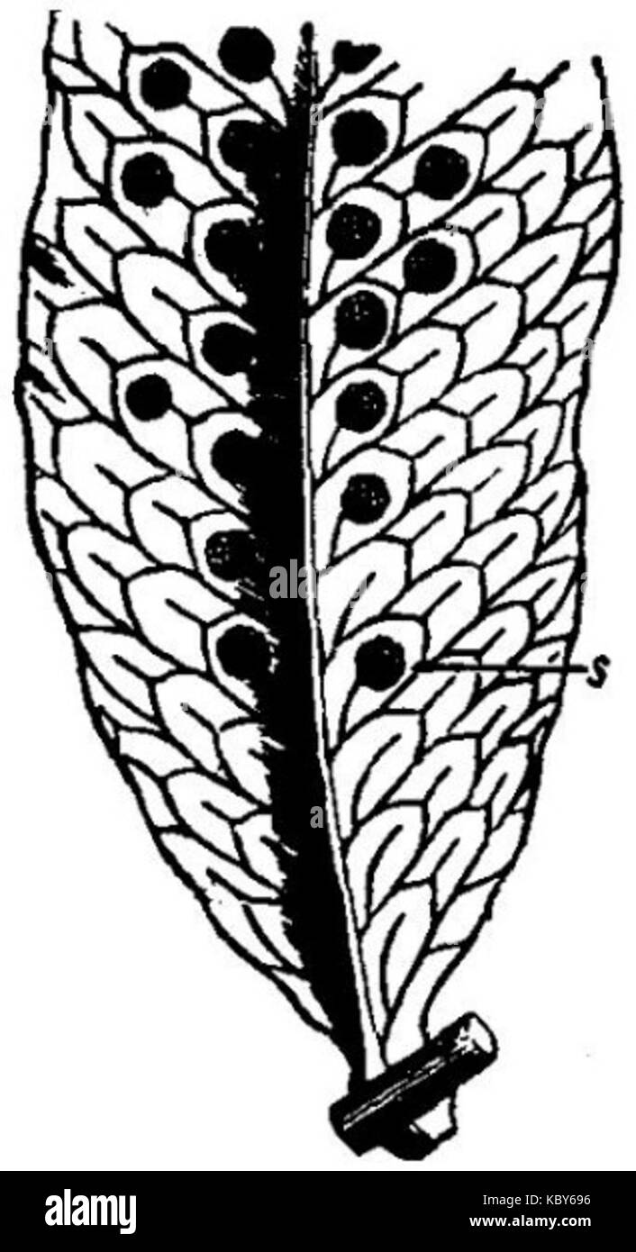 EB1911 Polypodium pinna Stock Photo - Alamy