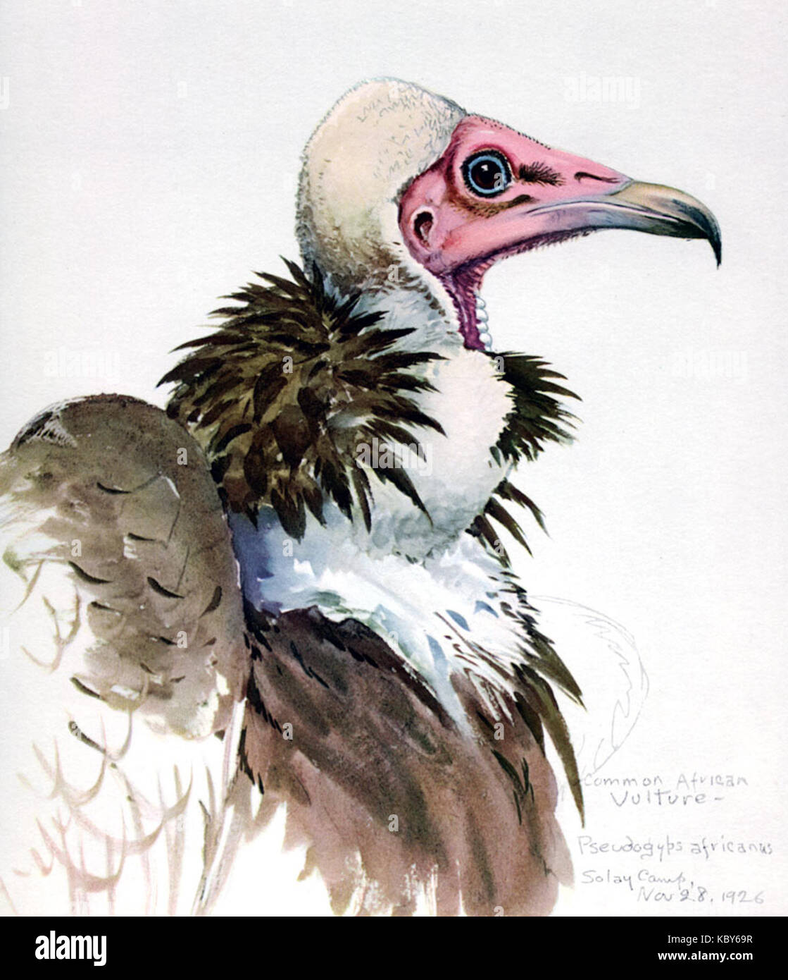 Species a africanus hi-res stock photography and images - Alamy