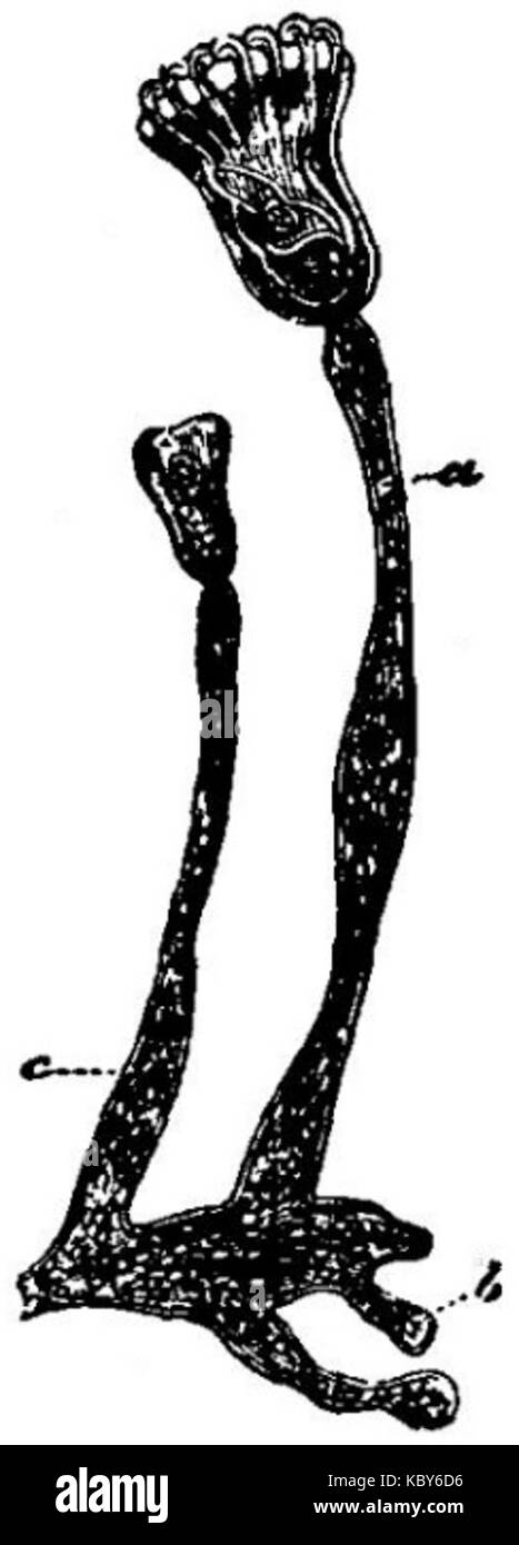 Polyzoa hi-res stock photography and images - Alamy