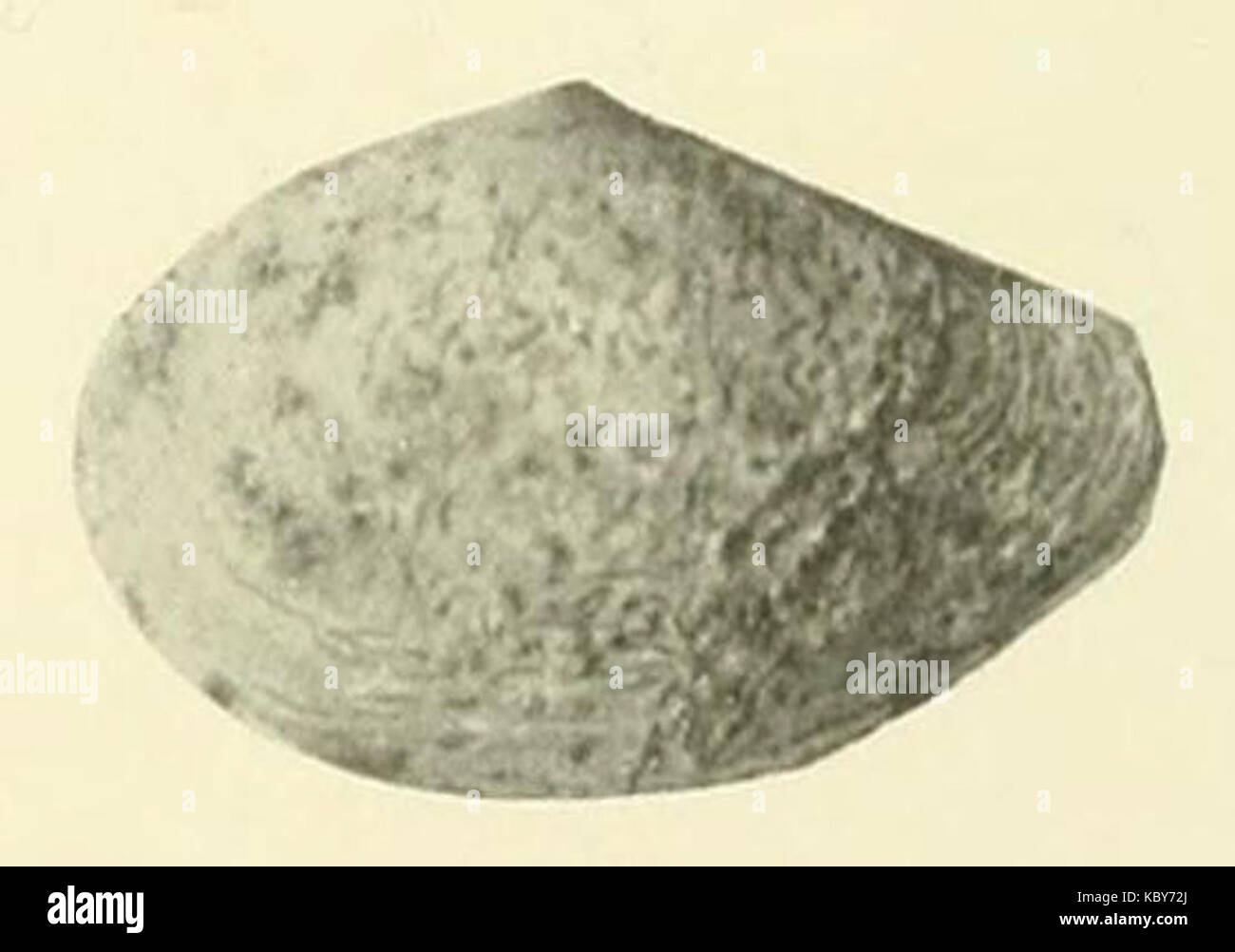 Corbula hi-res stock photography and images - Alamy