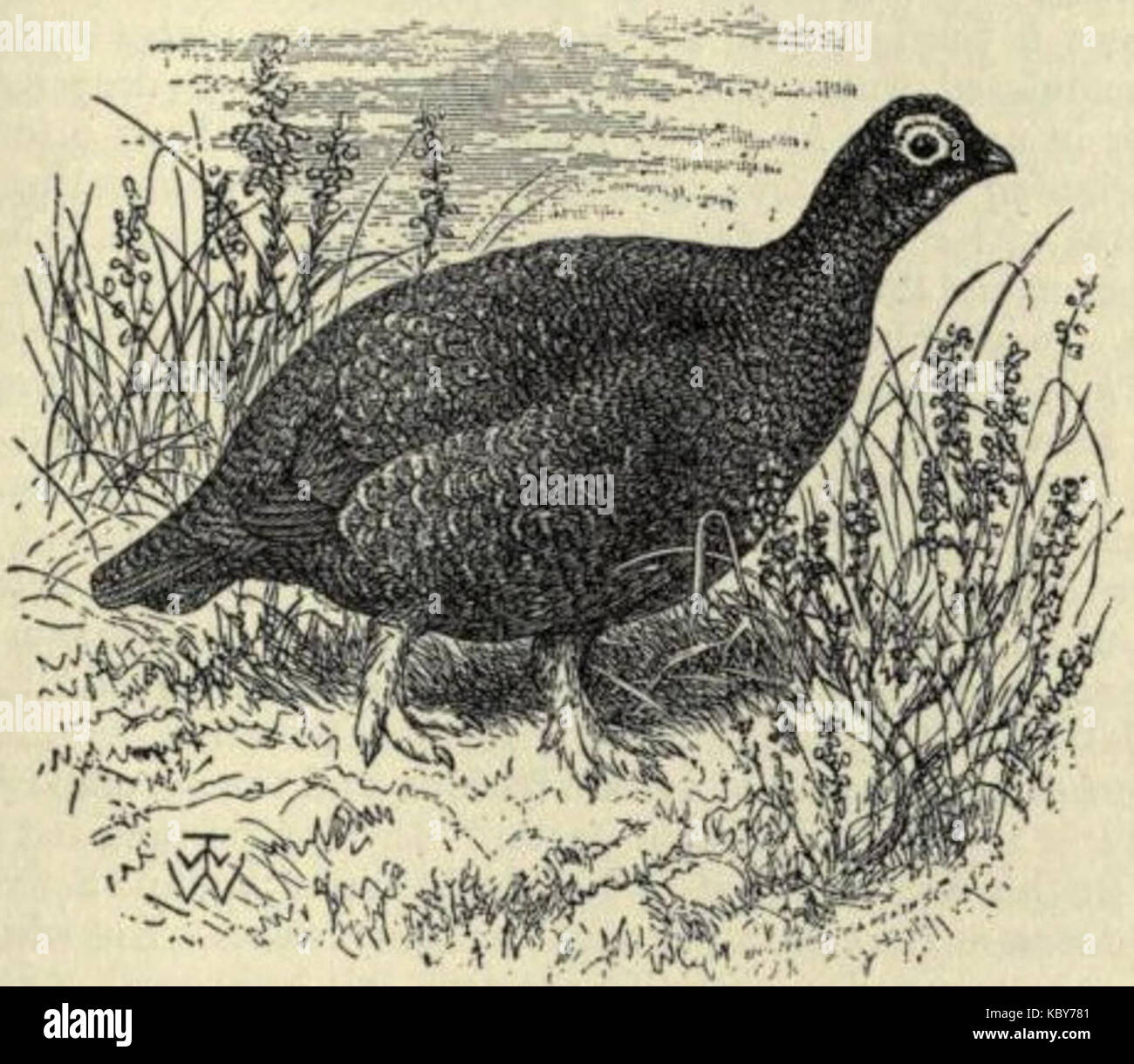Hunting grouse hi-res stock photography and images - Alamy