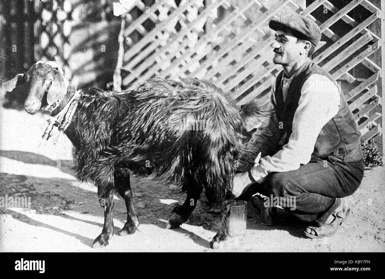 'Goat herd milking, Malta', David Bruce. Wellcome L0020991 Stock Photo ...