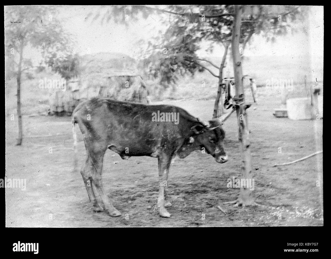 Cow, Nagana Wellcome L0022653 Stock Photo - Alamy