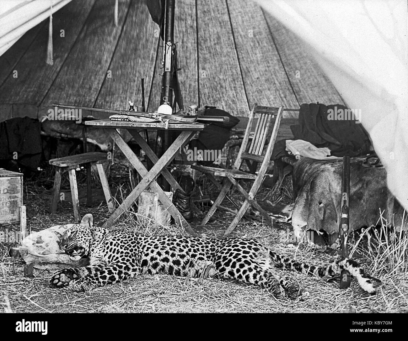 Sir David Bruce; leopard at tent door. Wellcome L0022676 Stock Photo ...