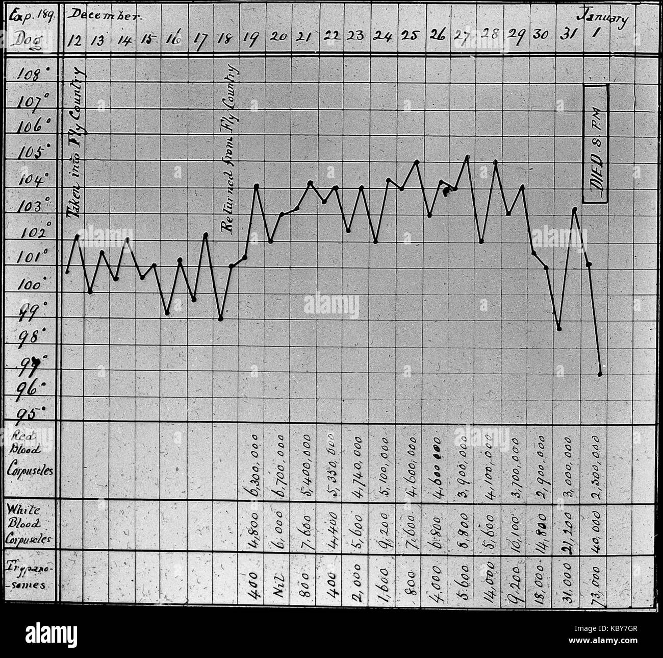 Sir David Bruce; temperature chart of dog, Nagana Wellcome L0022679 ...