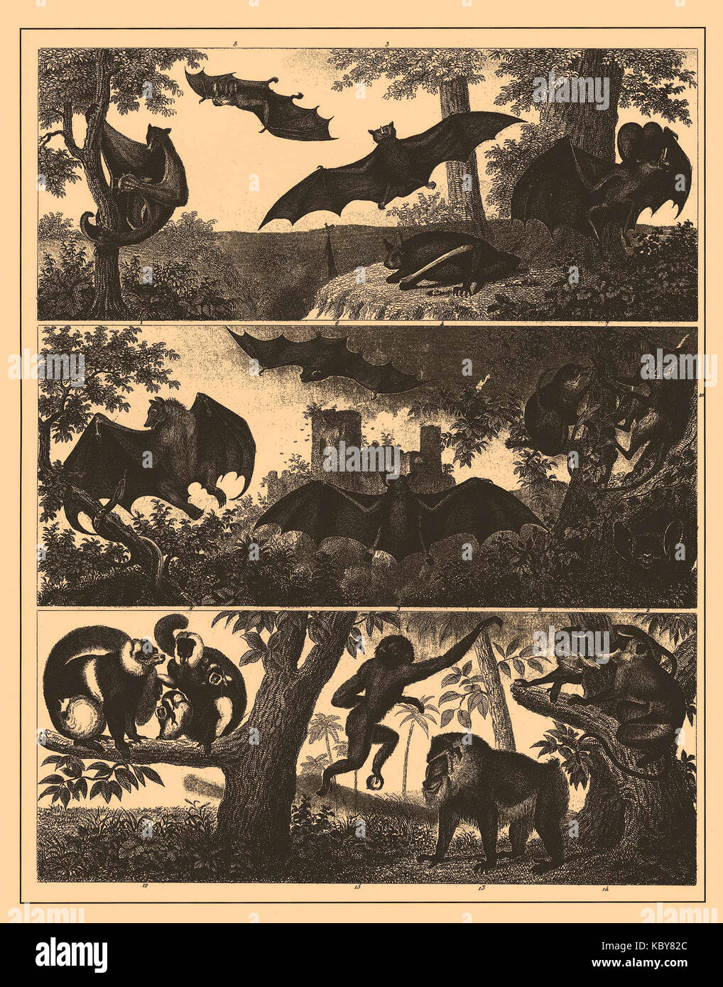 19th century science illustration hi-res stock photography and images ...