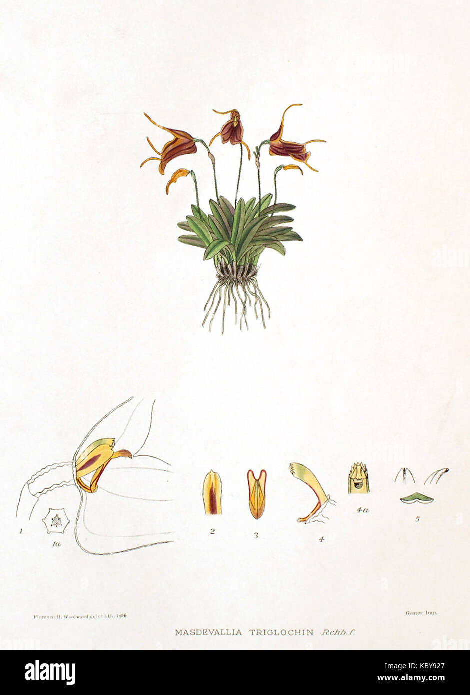 Masdevallia orchid hi-res stock photography and images - Alamy