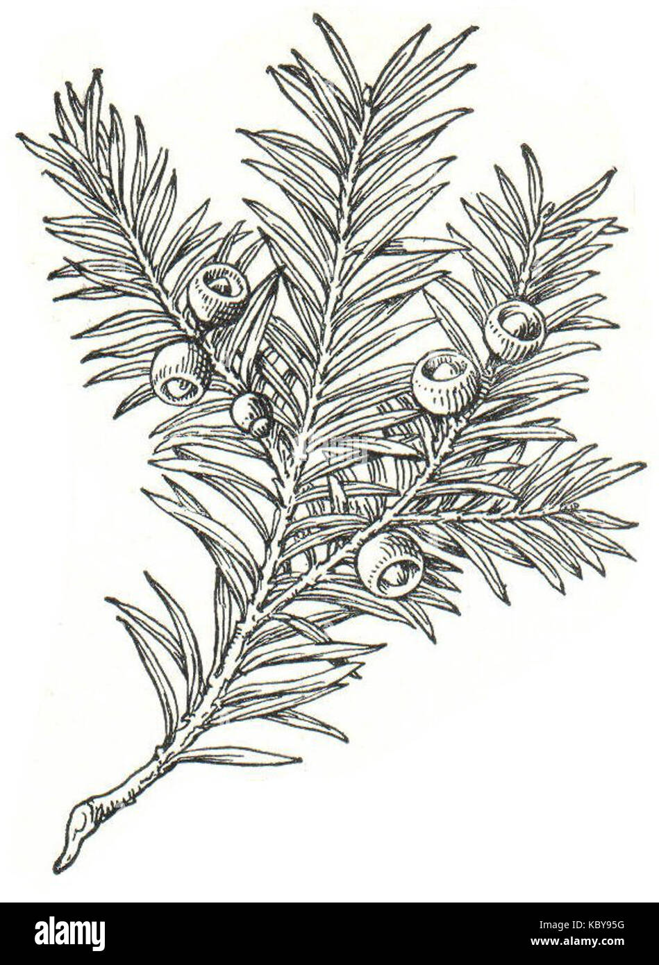 Yew taxus species hi-res stock photography and images - Alamy