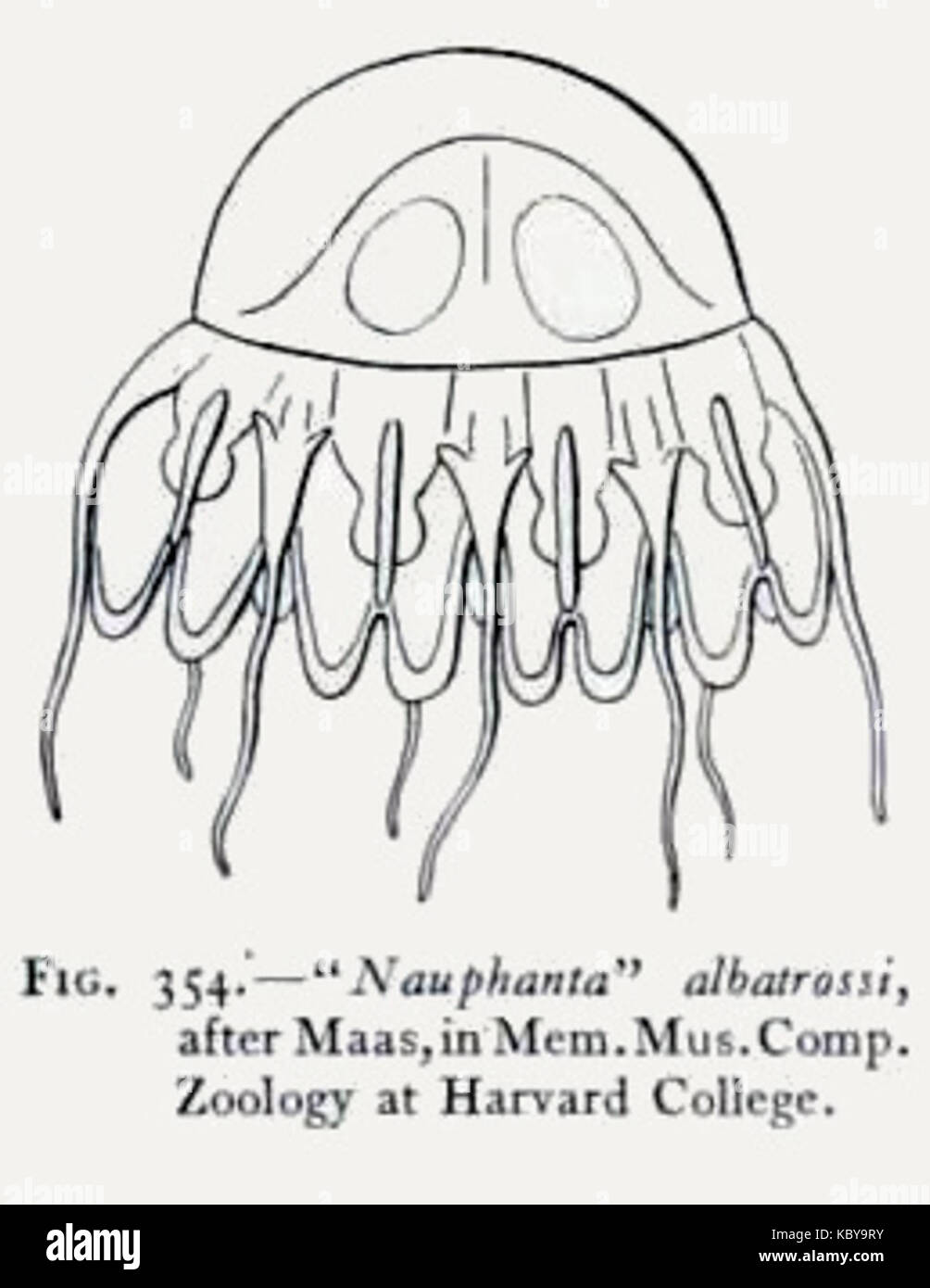 Medusae of world vol03 fig354 Nauphanta albatrossi Stock Photo - Alamy