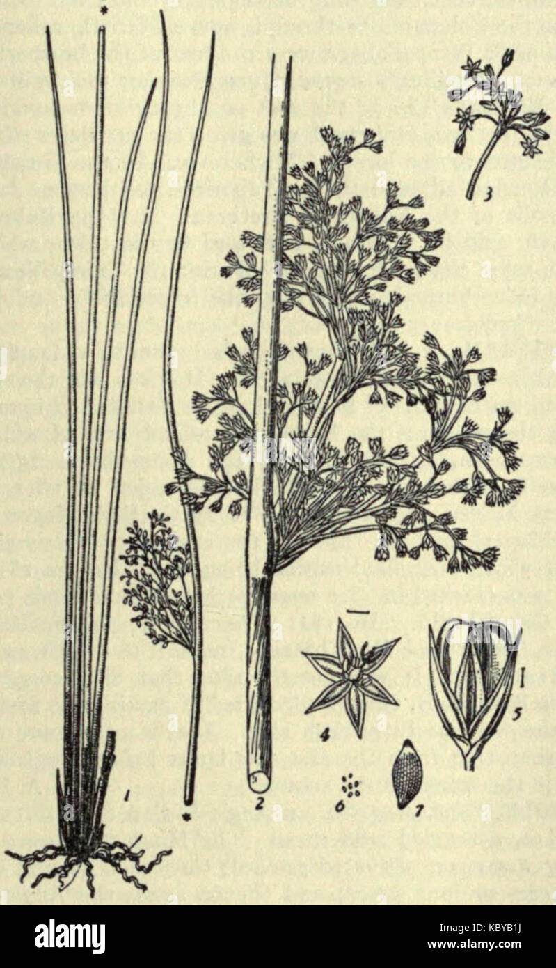 EB1911 Juncaceae Juncus effusus Stock Photo - Alamy