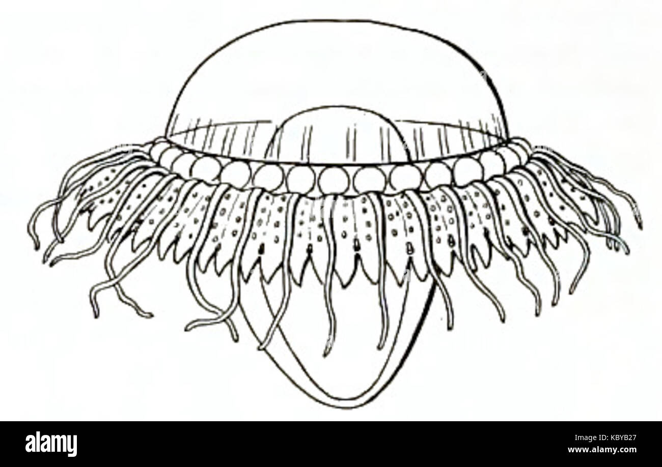 Atolla chuni hi-res stock photography and images - Alamy