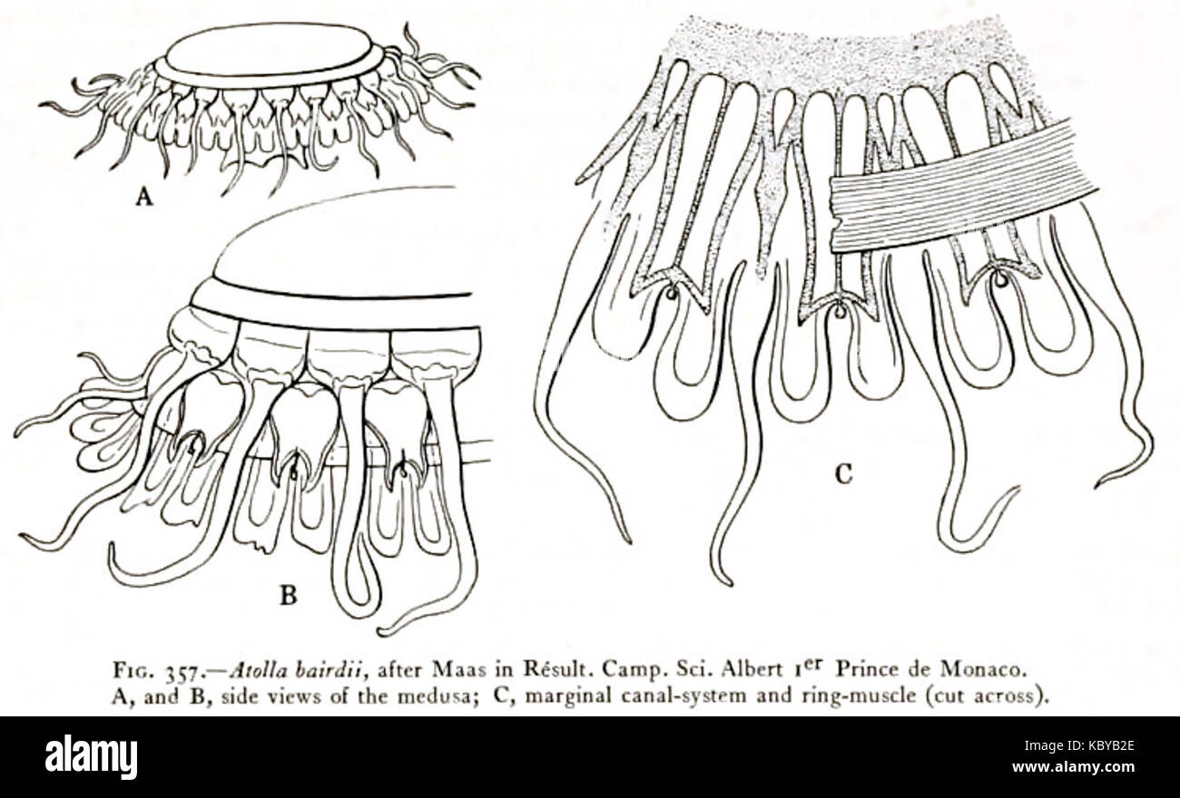 Medusae of world vol03 fig357 Atolla bairdii Stock Photo - Alamy