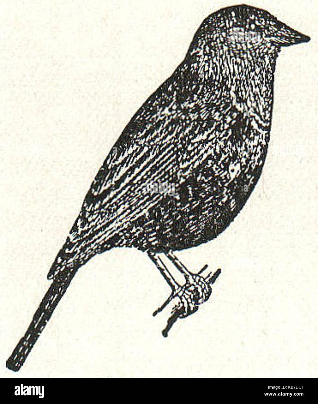 Cowbird drawing hi-res stock photography and images - Alamy