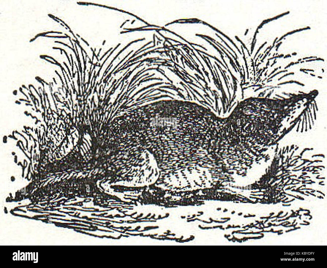 NSRW Shrew common shrew Stock Photo - Alamy