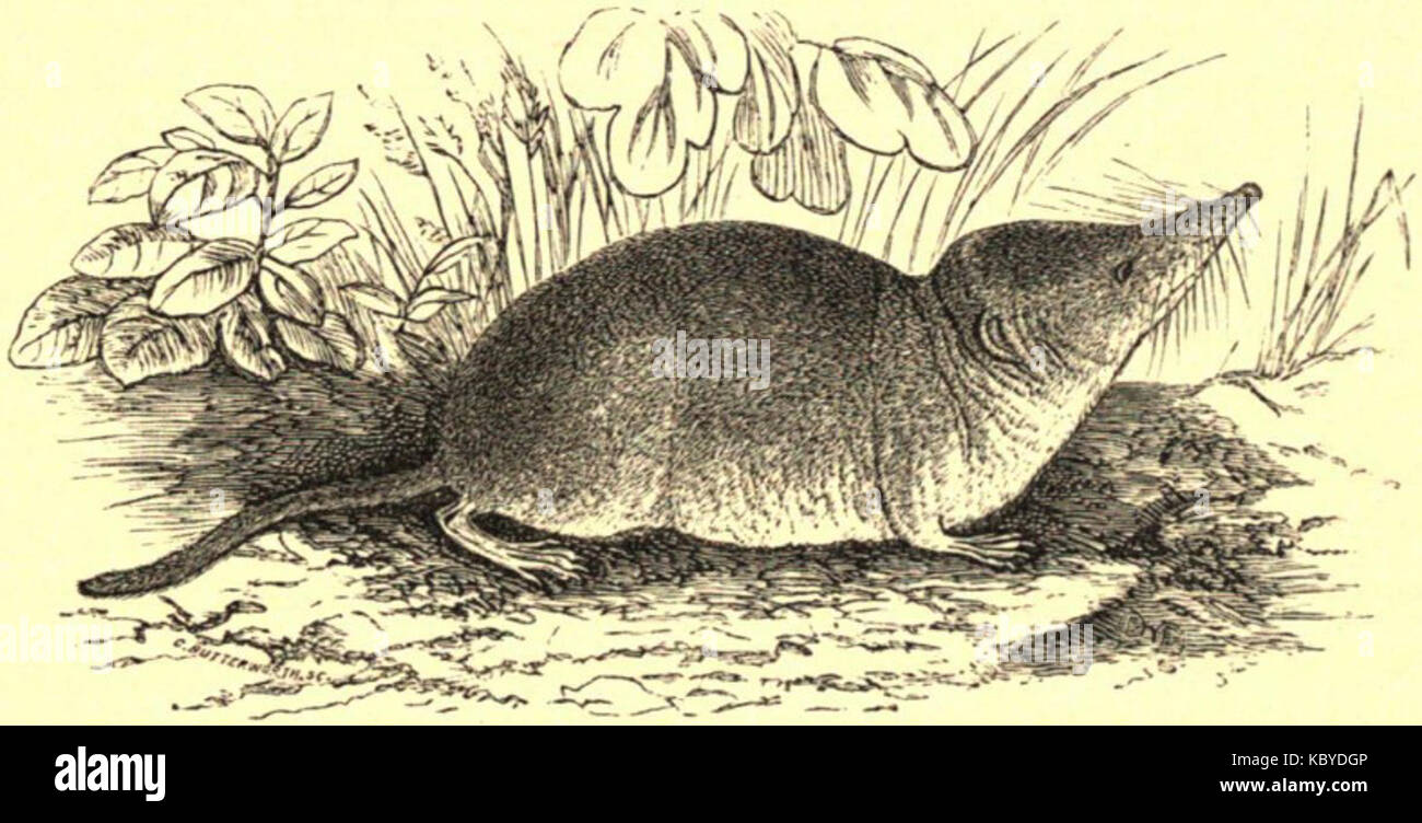 Shrew drawing hi-res stock photography and images - Alamy