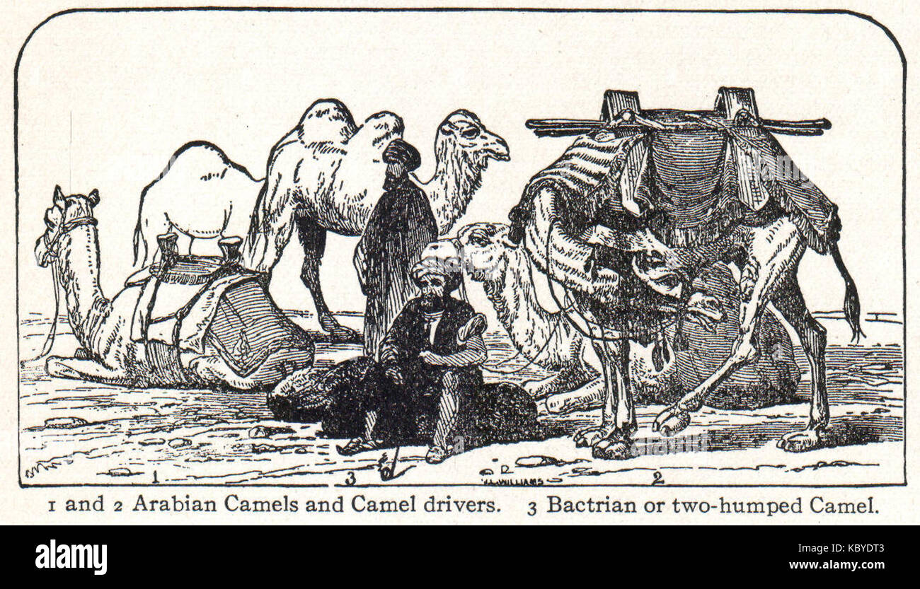 LA2 NSRW 1 0369 illus 1 Stock Photo - Alamy