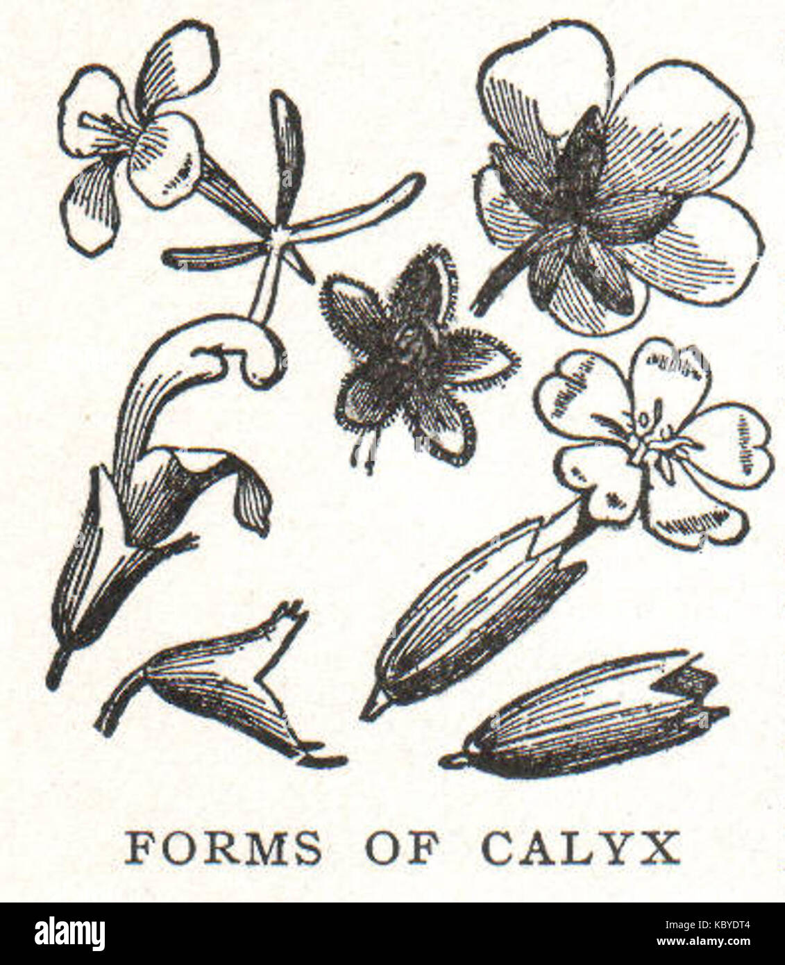 LA2 NSRW 1 0367 illus 1 Stock Photo - Alamy