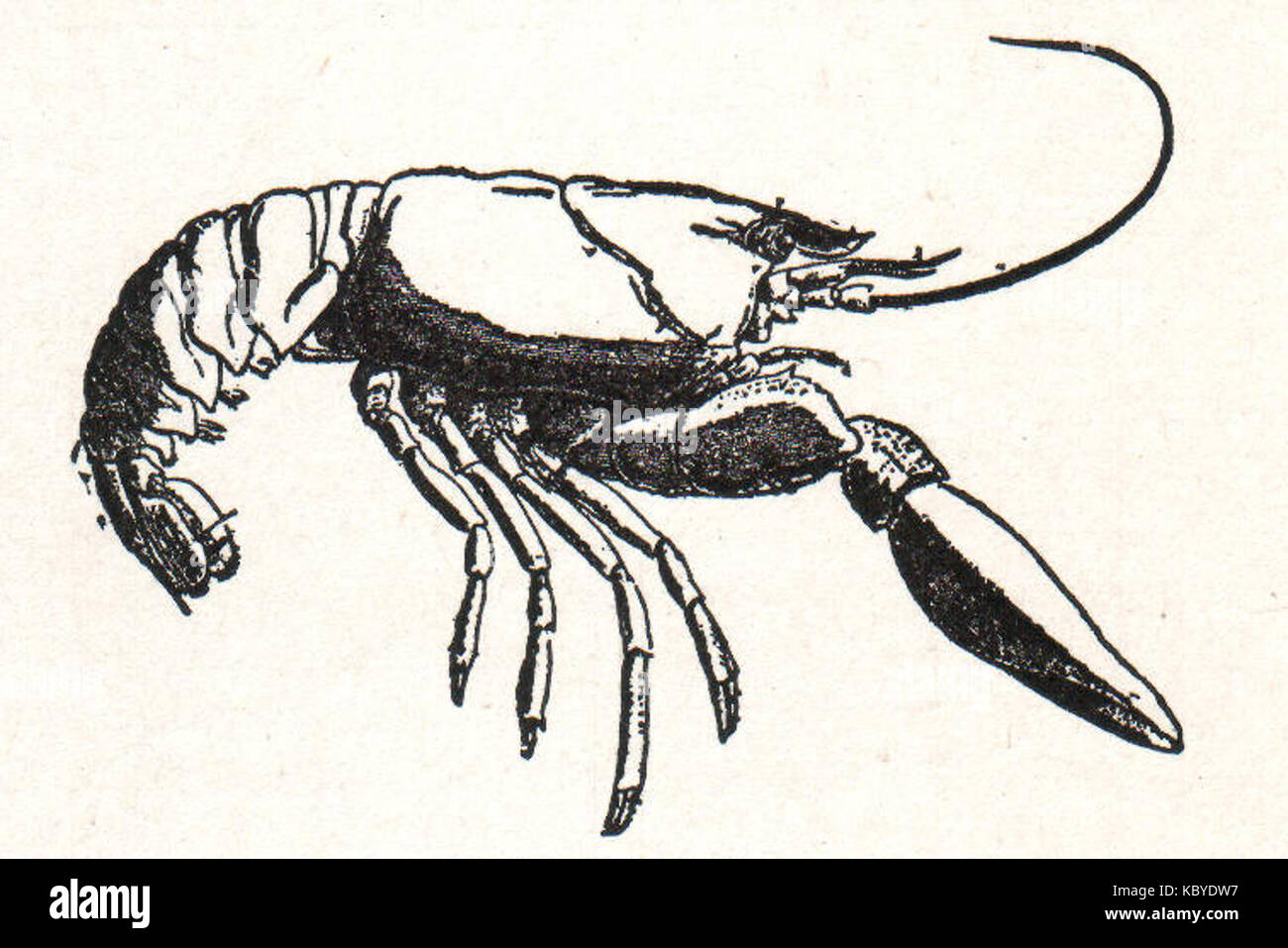 Crawfish drawing hi-res stock photography and images - Alamy