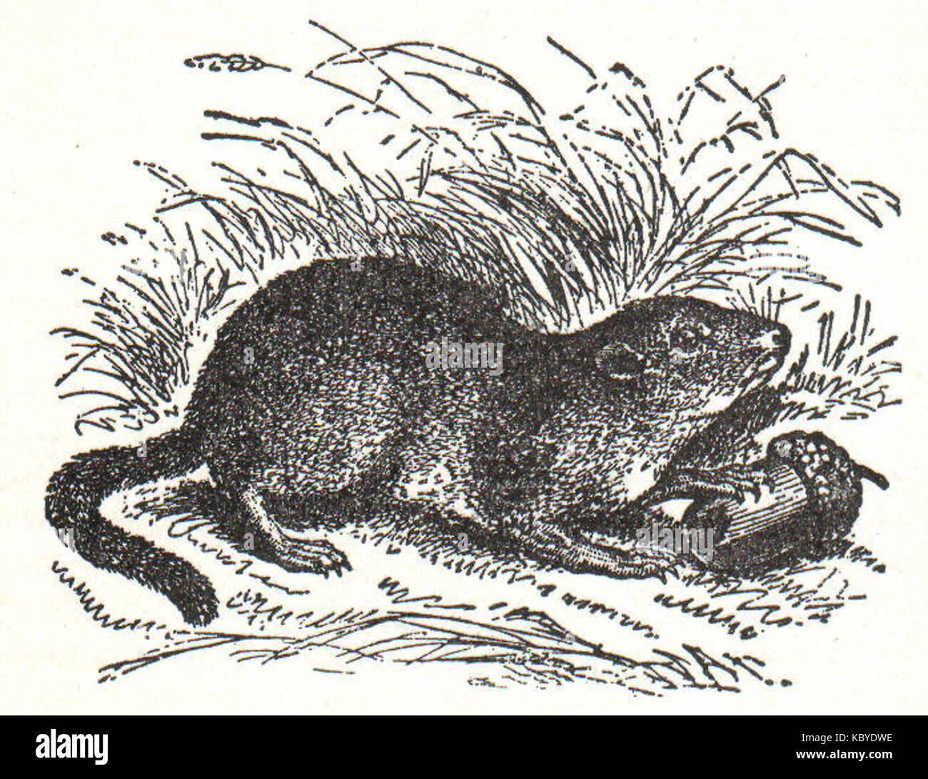 Dormouse photo hi-res stock photography and images - Alamy