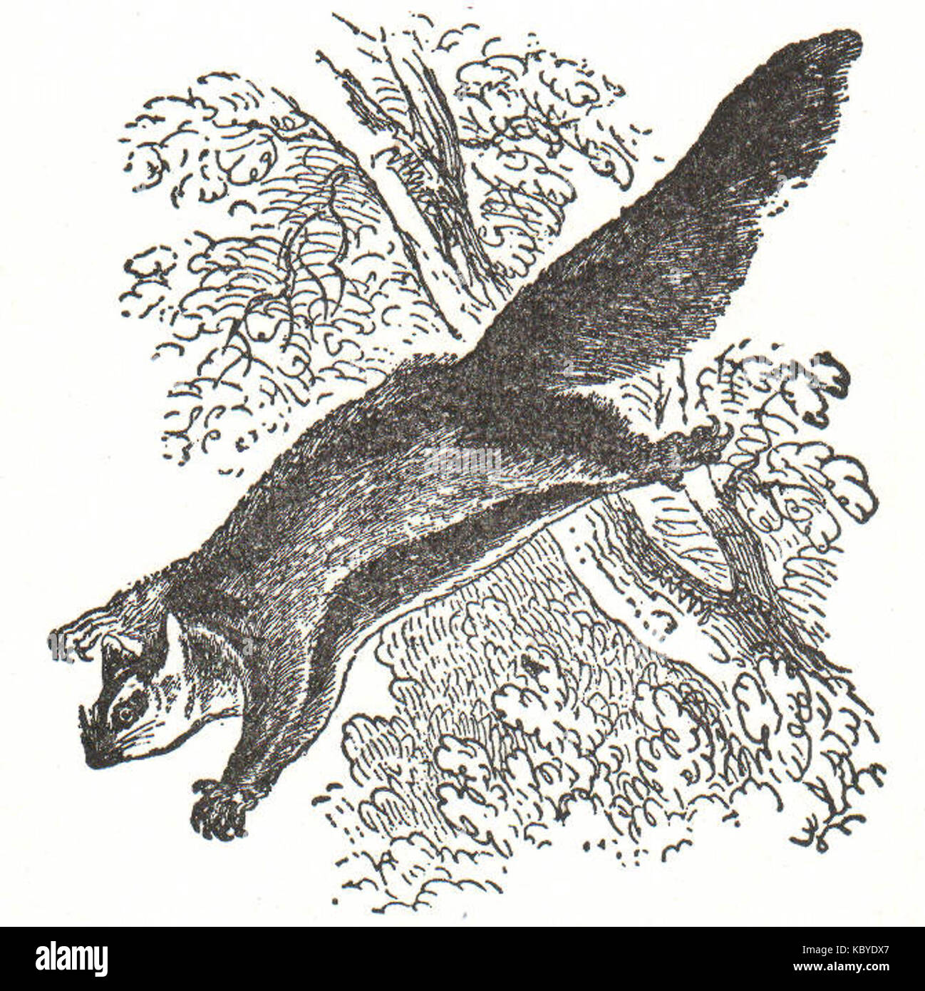 North american flying squirrel hi-res stock photography and images - Alamy