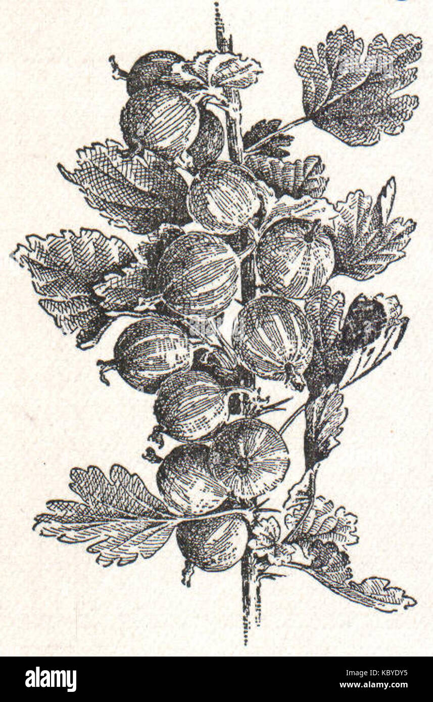 Gooseberry drawing hi-res stock photography and images - Alamy