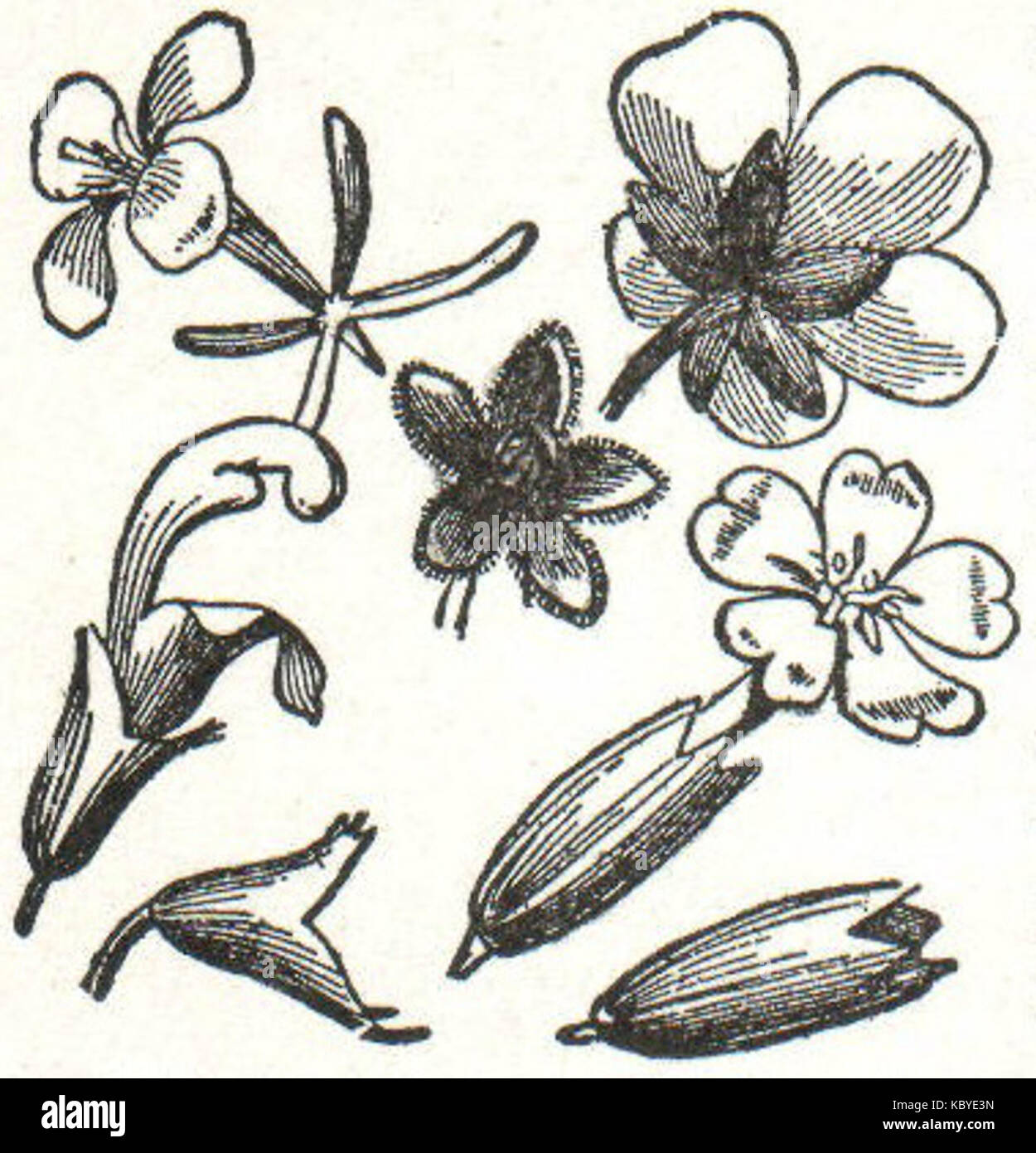 Flora forms hi-res stock photography and images - Alamy