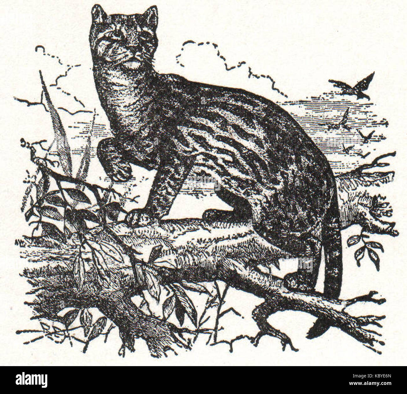 Ocelot drawing hi-res stock photography and images - Alamy