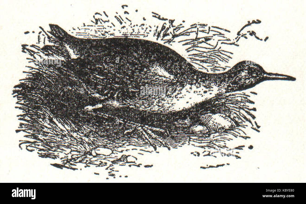 NSRW Rail Bird Stock Photo - Alamy