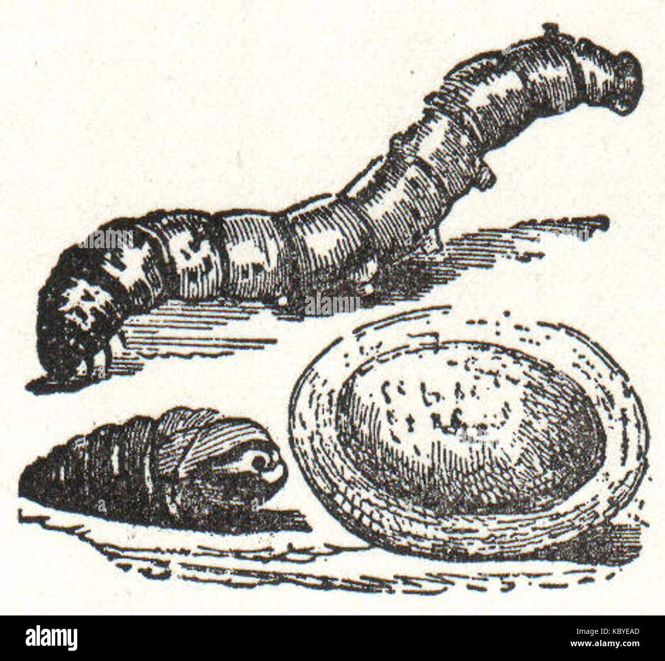 Silkworm lifecycle hi-res stock photography and images - Alamy