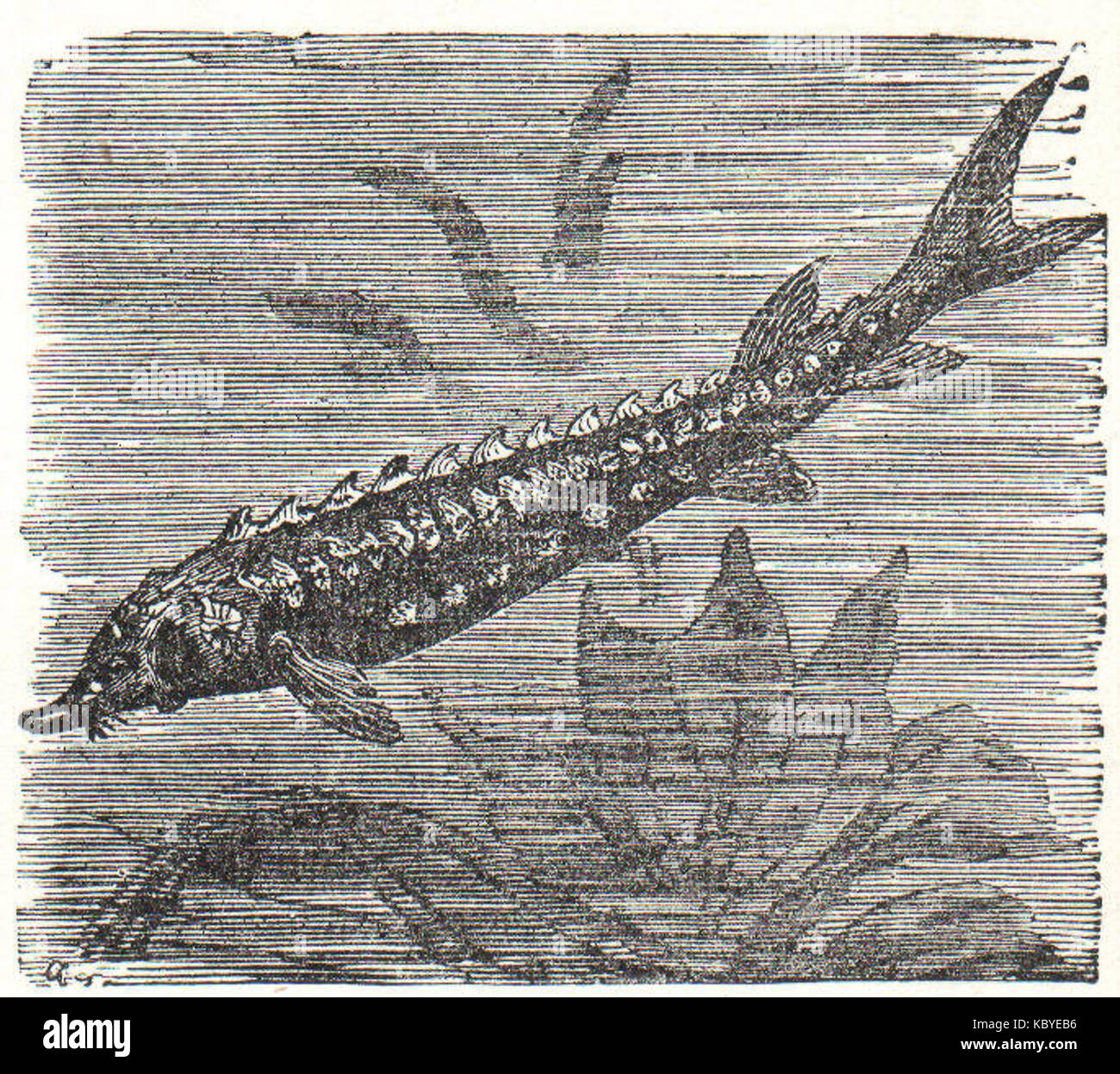 Sturgeon population hi-res stock photography and images - Alamy