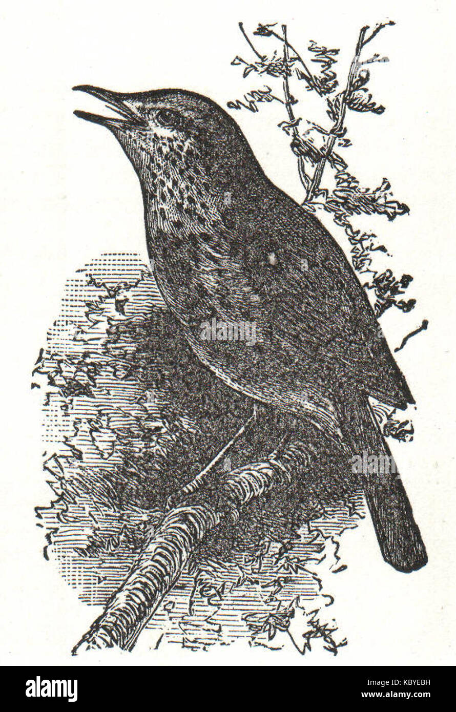 NSRW Wood Thrush Stock Photo - Alamy