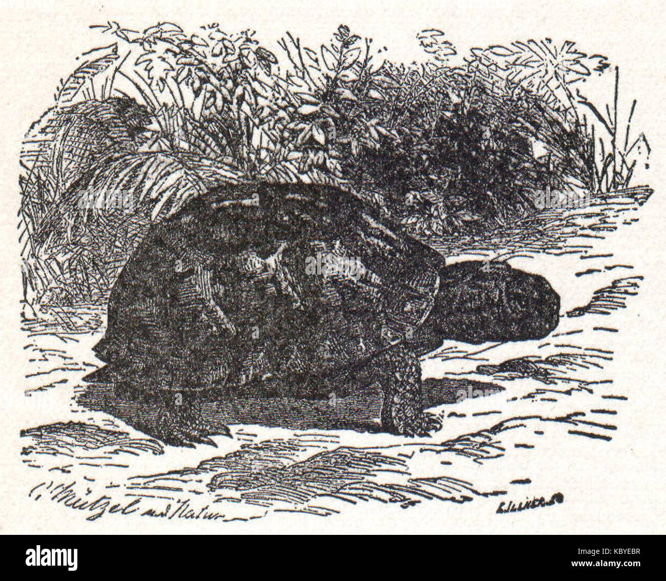 Box tortoise hi-res stock photography and images - Alamy