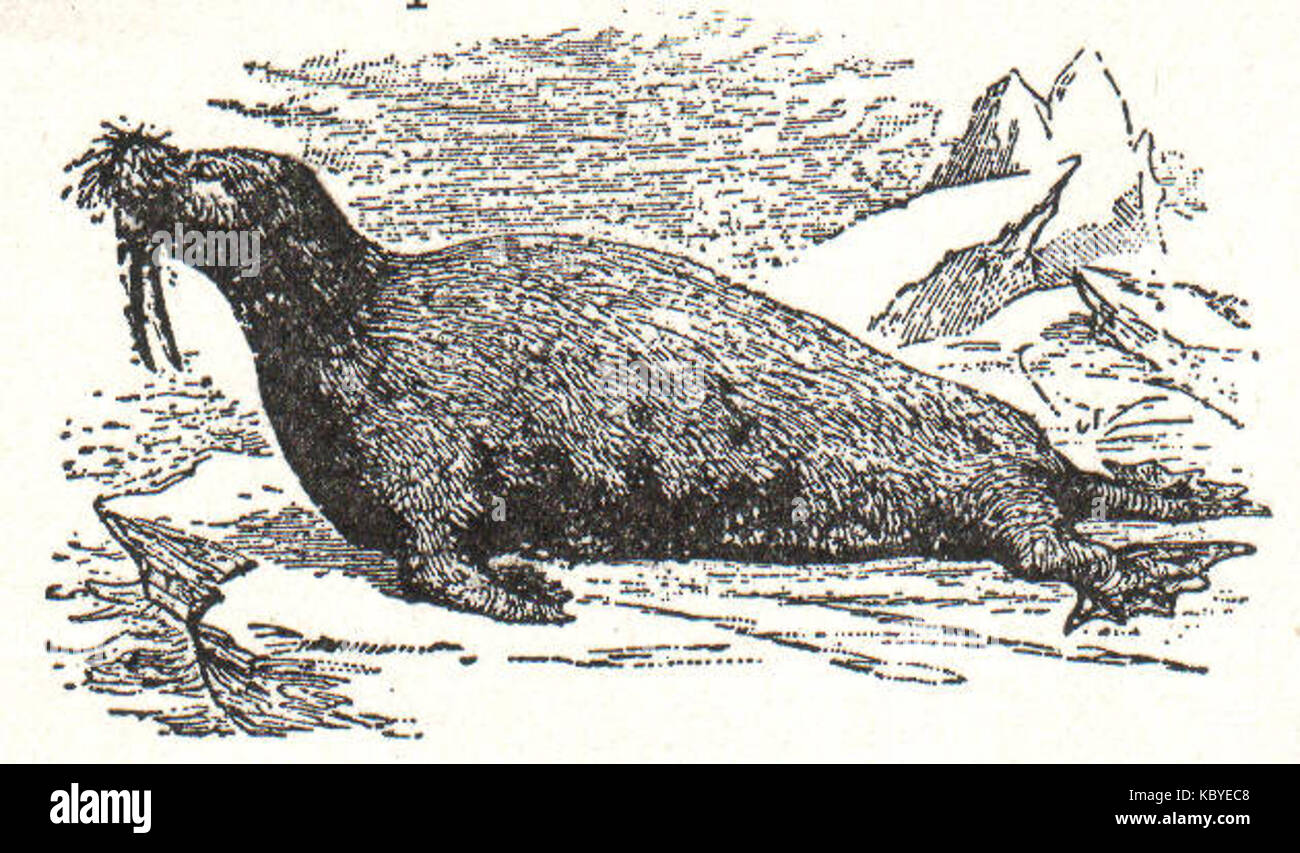 Walrus aircraft hi-res stock photography and images - Alamy