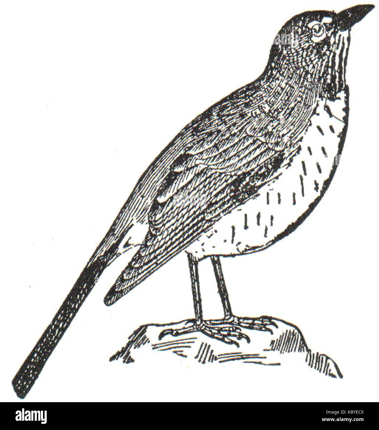 Line drawing robin hi-res stock photography and images - Alamy