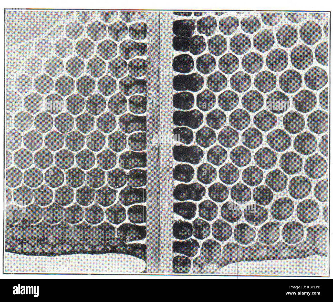 NSRW Microscope Honeycomb Stock Photo - Alamy