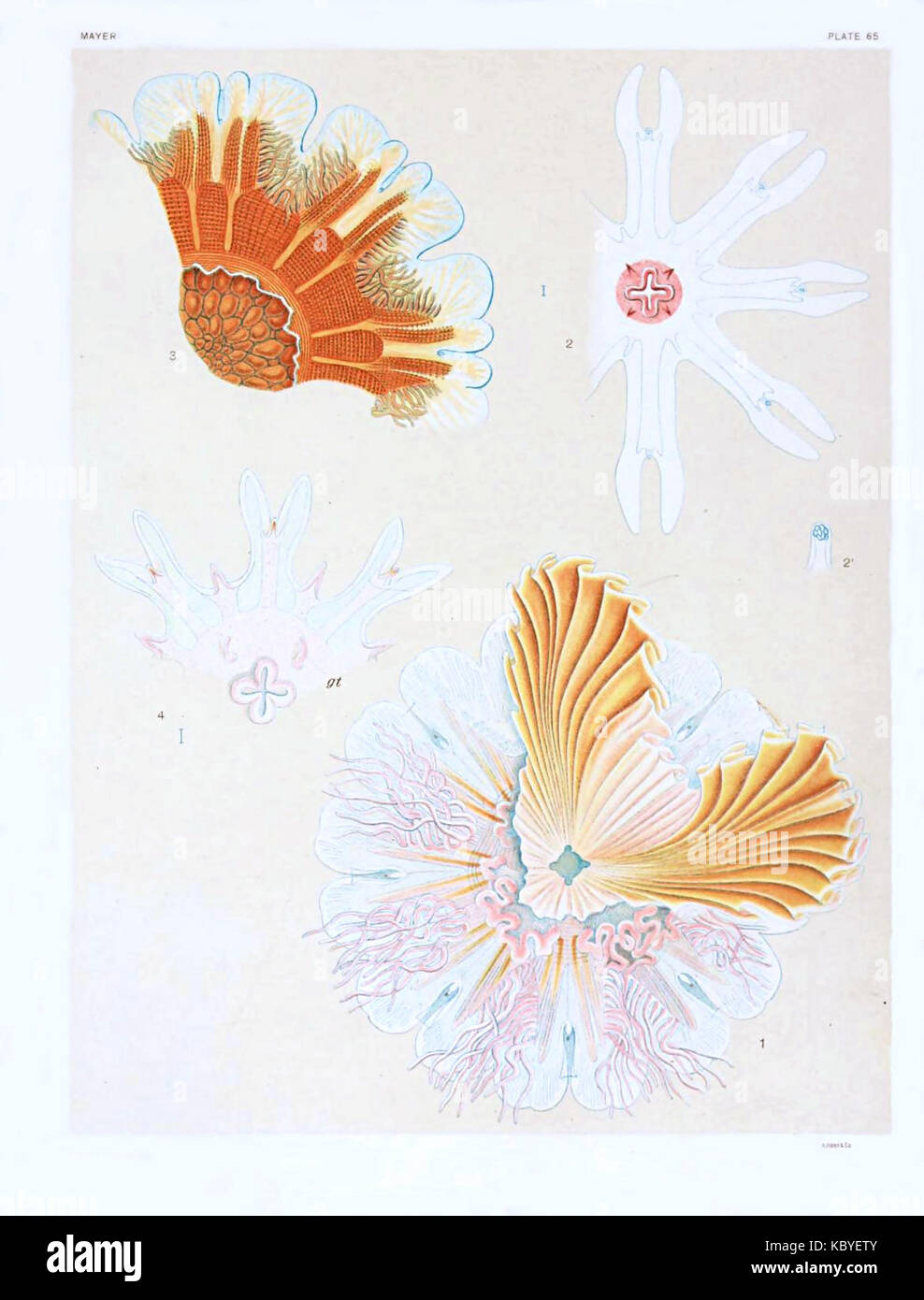 Medusae of world vol03 pl65 Cyanea capillata Stock Photo - Alamy