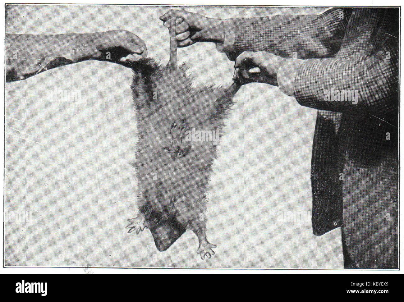 Juvenile development hi-res stock photography and images - Alamy