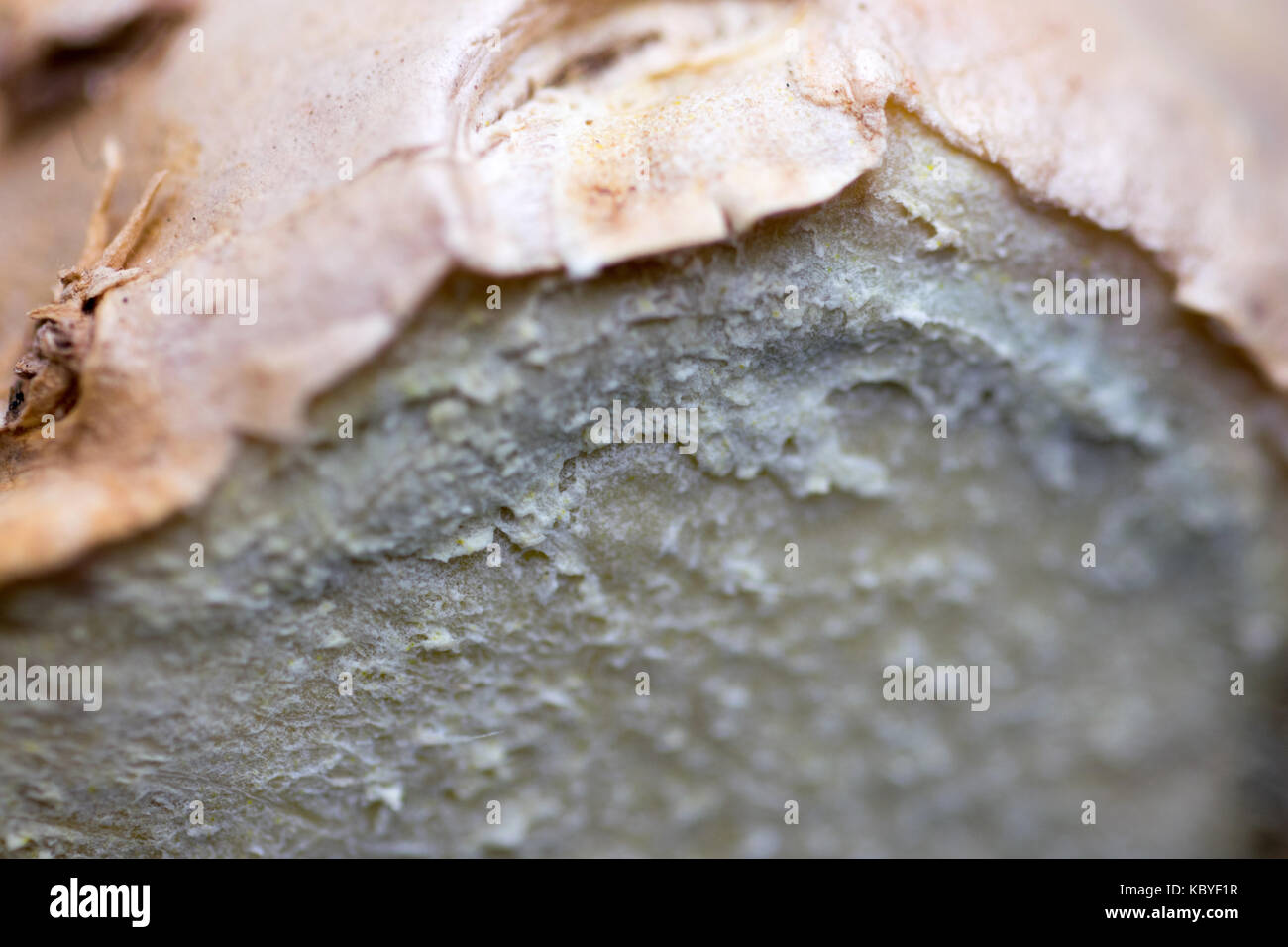 Close up of fresh ginger root spice Stock Photo - Alamy Close up of fresh ginger root spice Stock Photo - Alamy