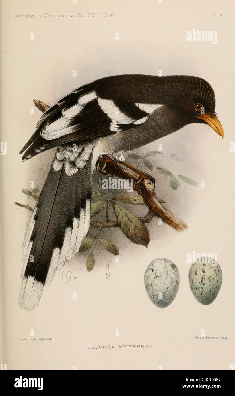 Urocissa whiteheadi illustration Stock Photo - Alamy
