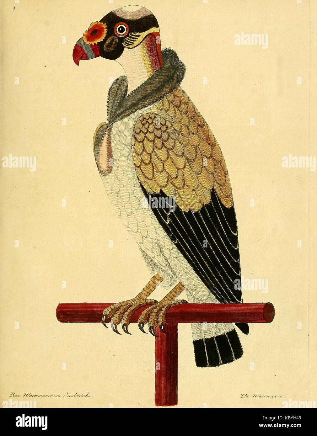 A natural history of birds illustrated with a hundred and one copper ...