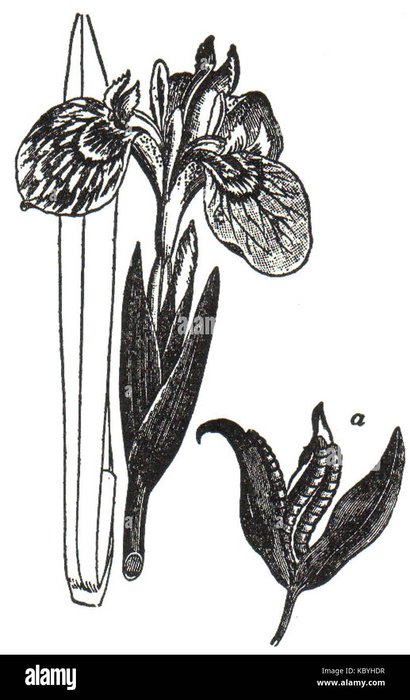 Nsrw hi-res stock photography and images - Alamy