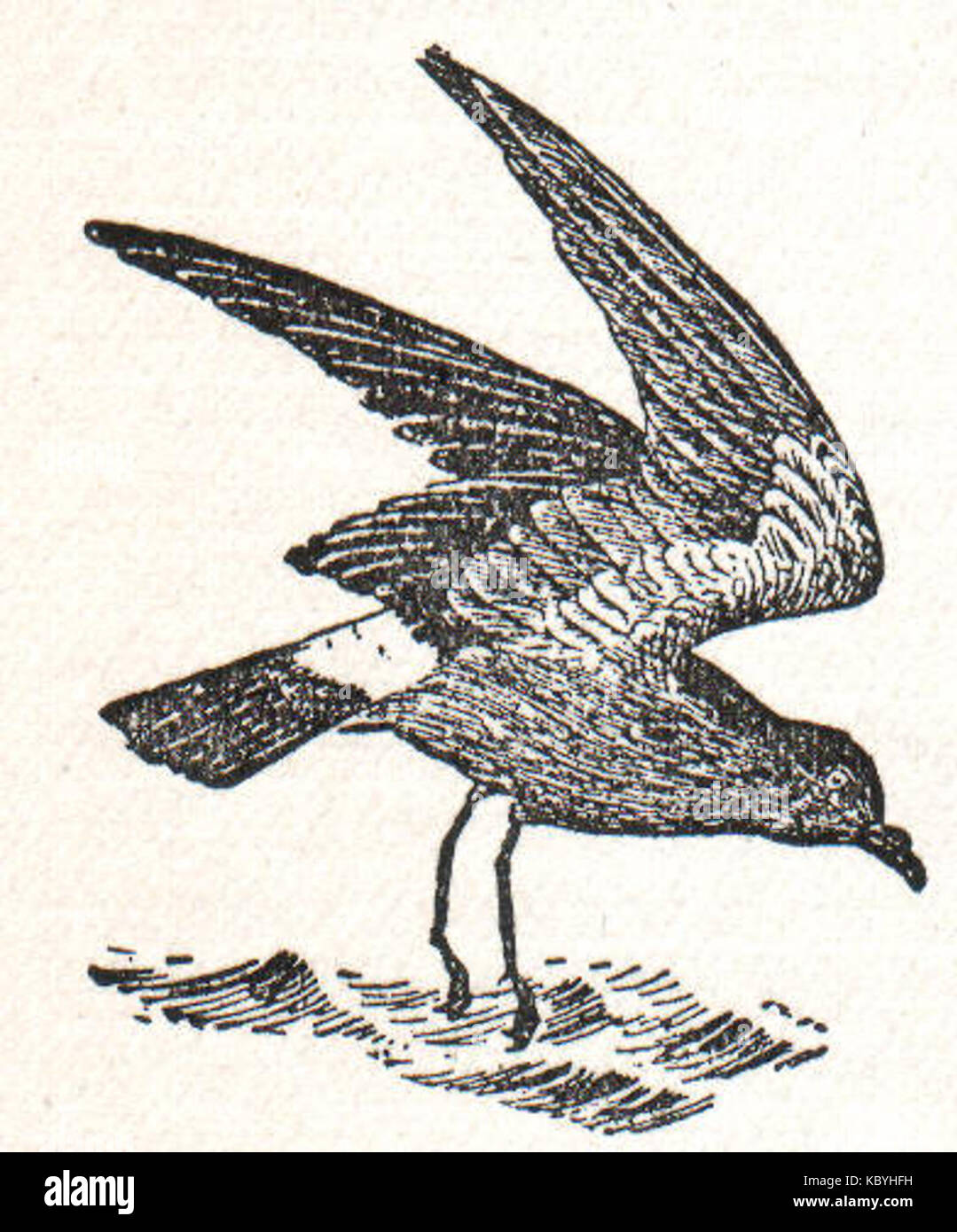 Petrel drawing hi-res stock photography and images - Alamy