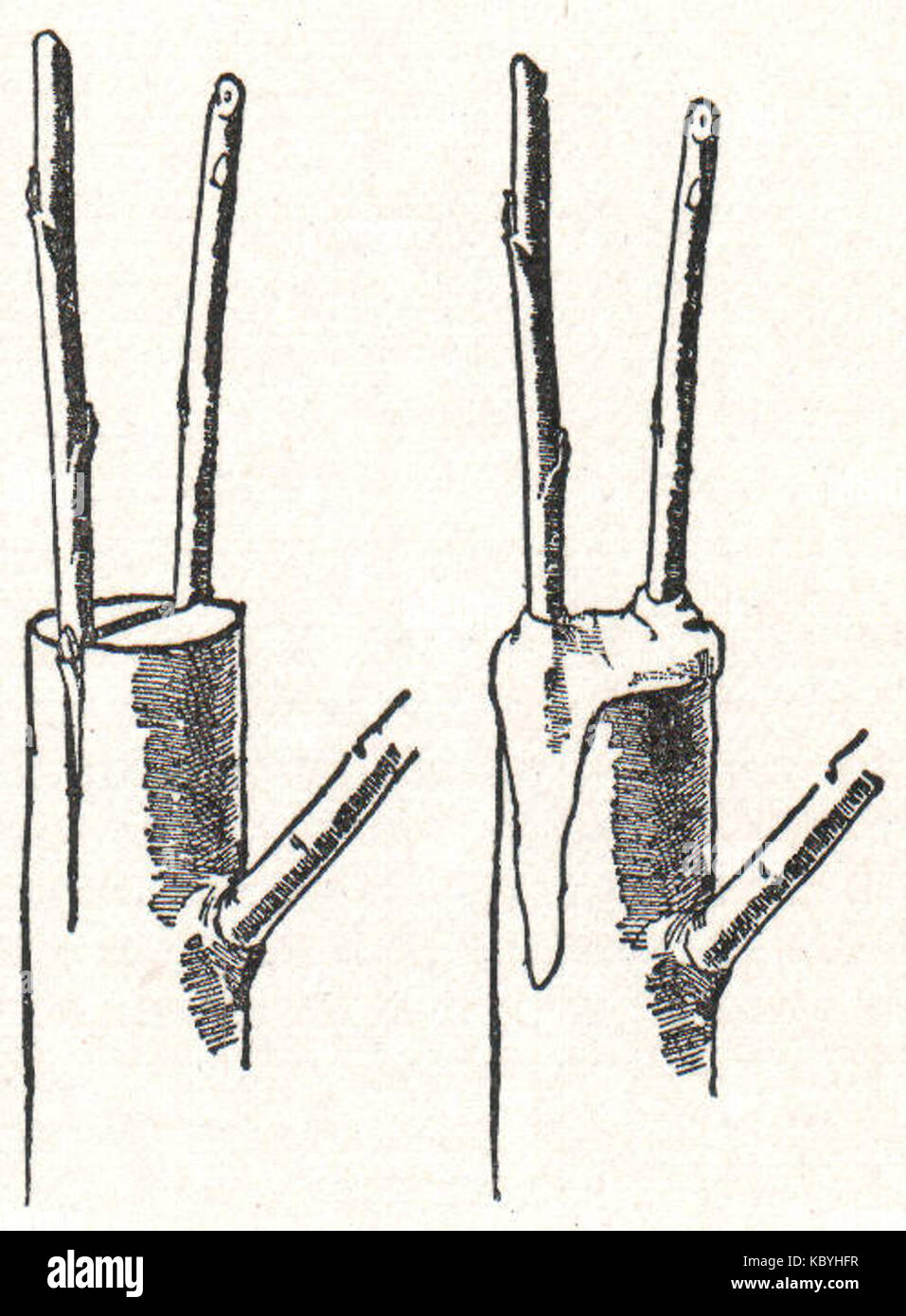 Grafting art hi-res stock photography and images - Alamy