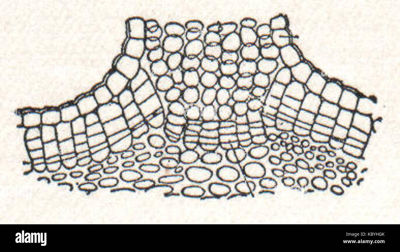 Lenticel structure hi-res stock photography and images - Alamy