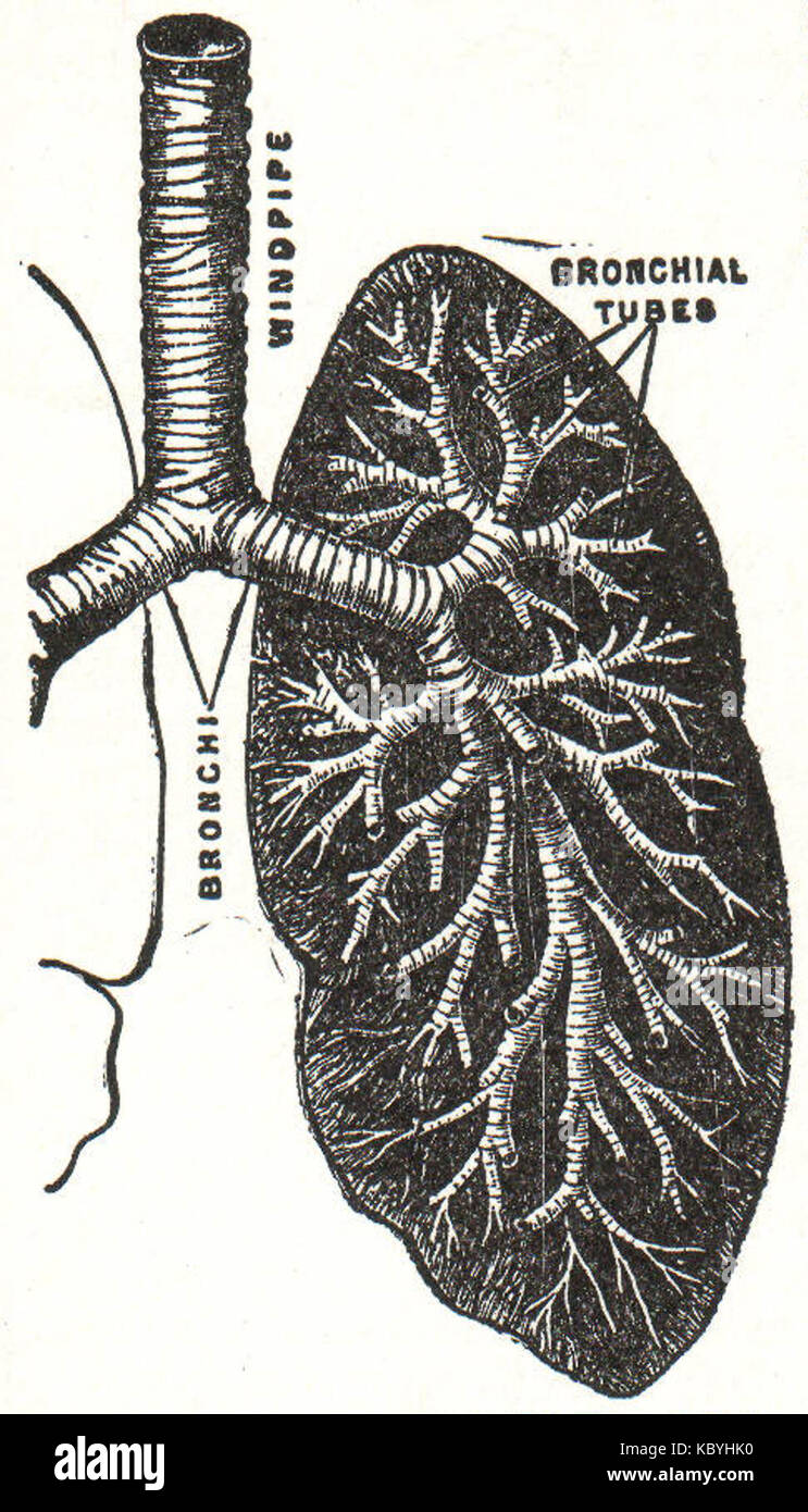 Windpipe hi-res stock photography and images - Alamy