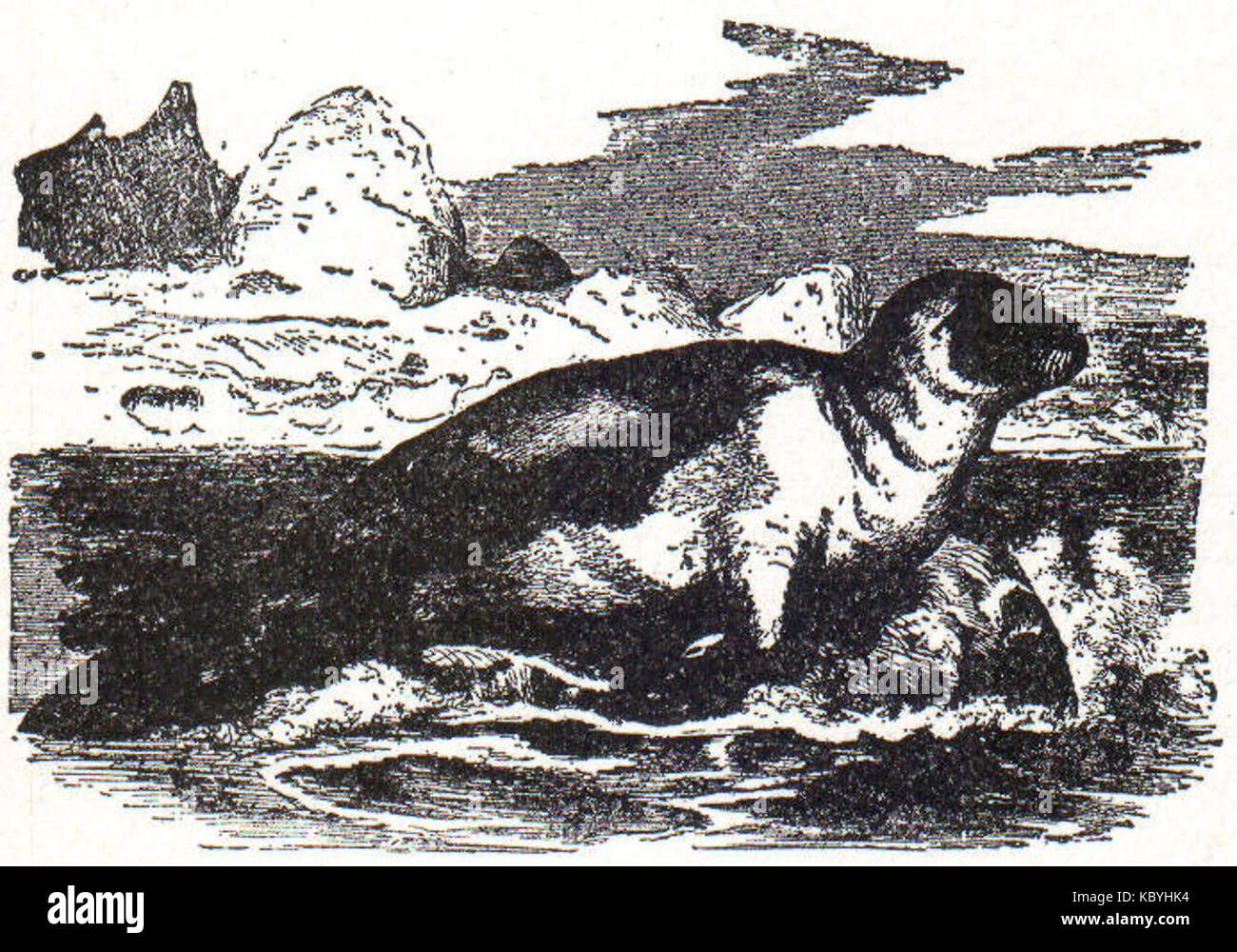 NSRW Greenland Seal Stock Photo - Alamy