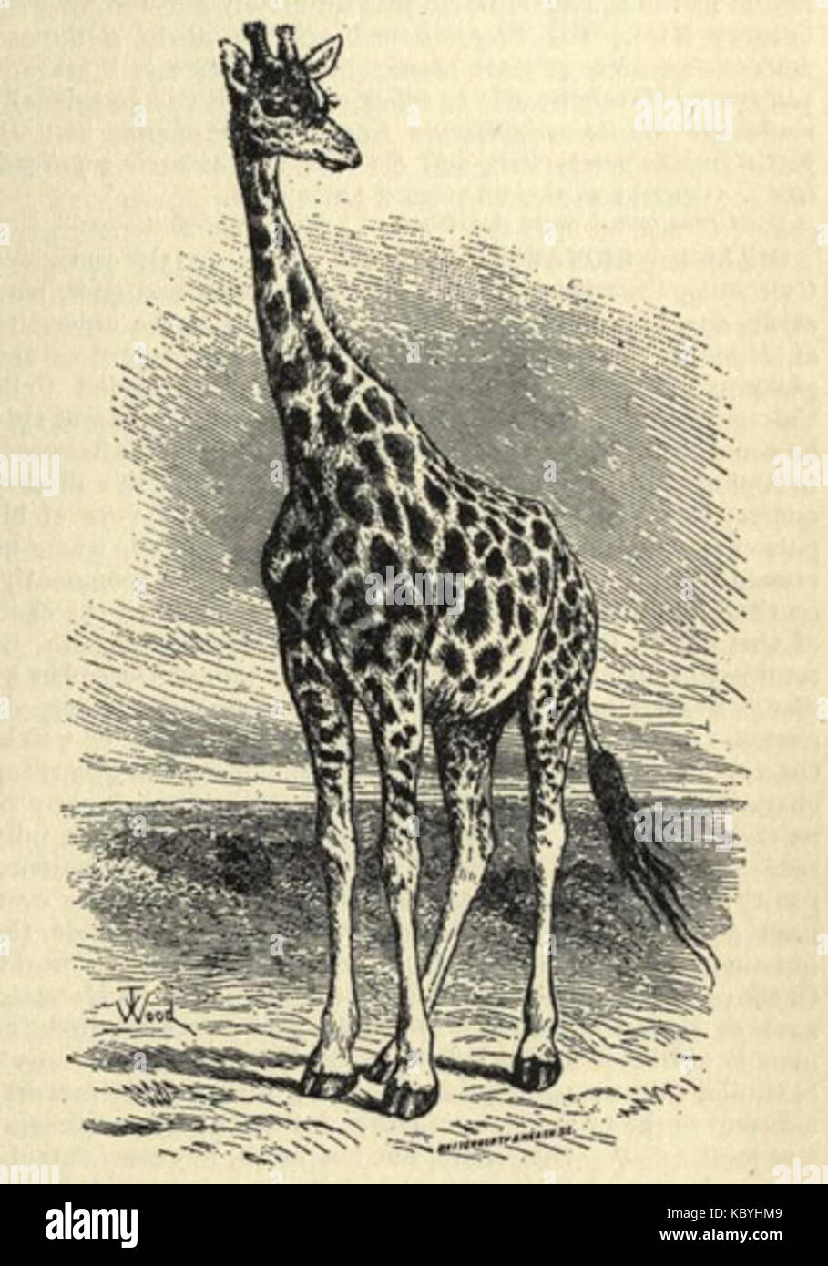 Giraffe anatomy hi-res stock photography and images - Alamy