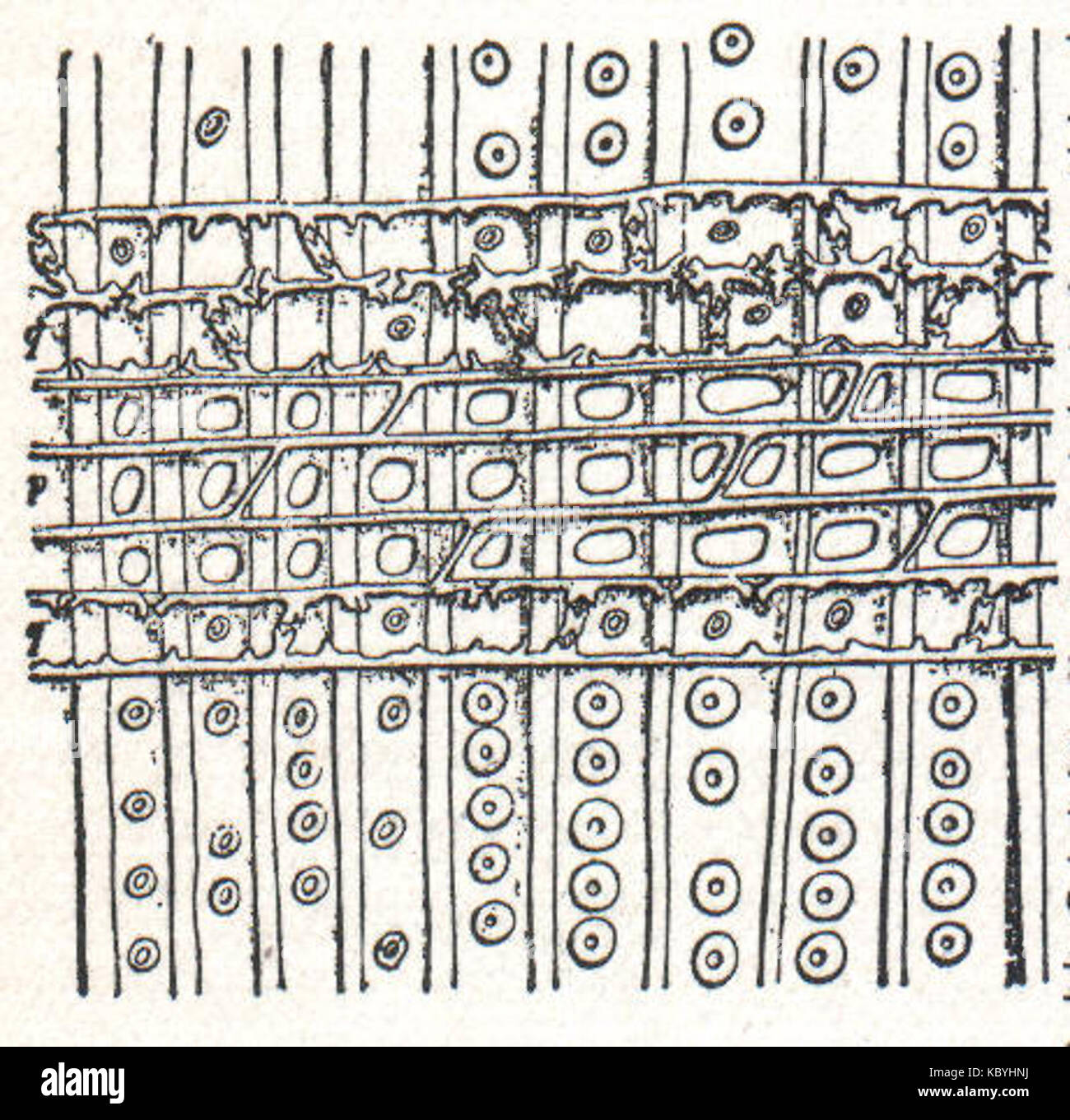 NSRW Vertical section of pine wood Stock Photo - Alamy