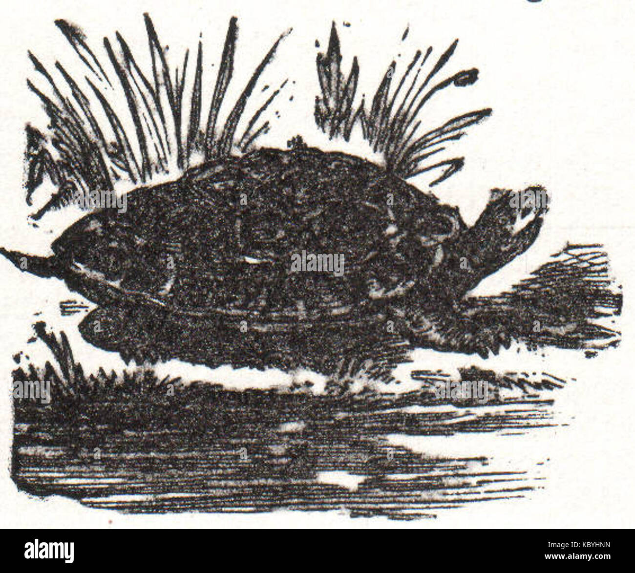 Terrapin line hi-res stock photography and images - Alamy